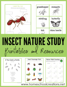 Free Insect Nature Study Printables – Learning About Bugs - Teaching ...