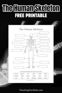 Label the Human Skeleton Worksheet - Teaching Our Kids